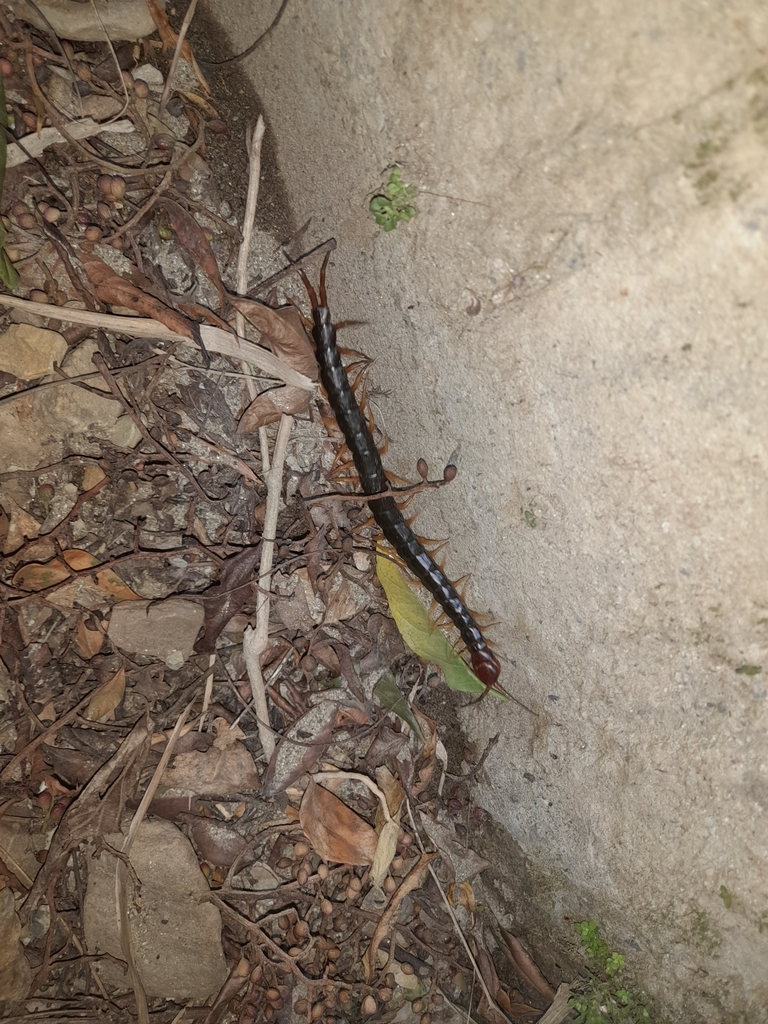 Chinese Red-headed Centipede from 957台灣台東縣海端鄉海端村 on June 22, 2023 at 07 ...