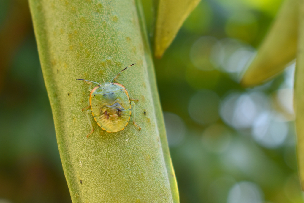 Green Stink Bugs from Circle C Ranch, Austin, TX, USA on June 22, 2023 ...