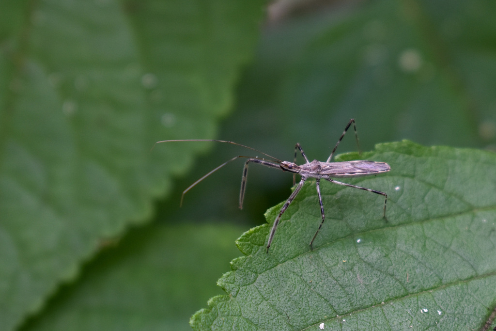 Four-spurred Assassin Bug from Circle C Ranch, Austin, TX, USA on June ...