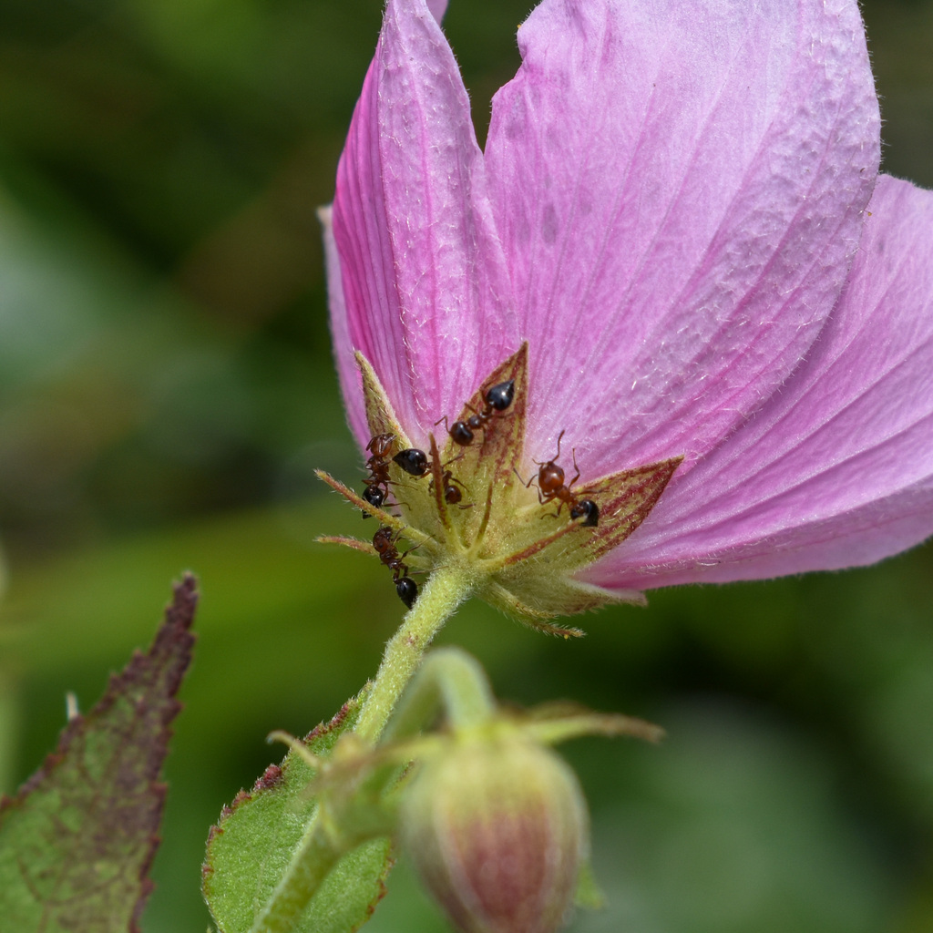 Shiny Acrobat Ant from Circle C Ranch, Austin, TX, USA on June 22, 2023 ...