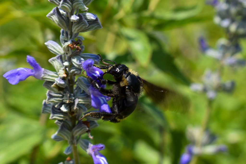 Honey Bees, Bumble Bees, and Allies from Circle C Ranch, Austin, TX ...