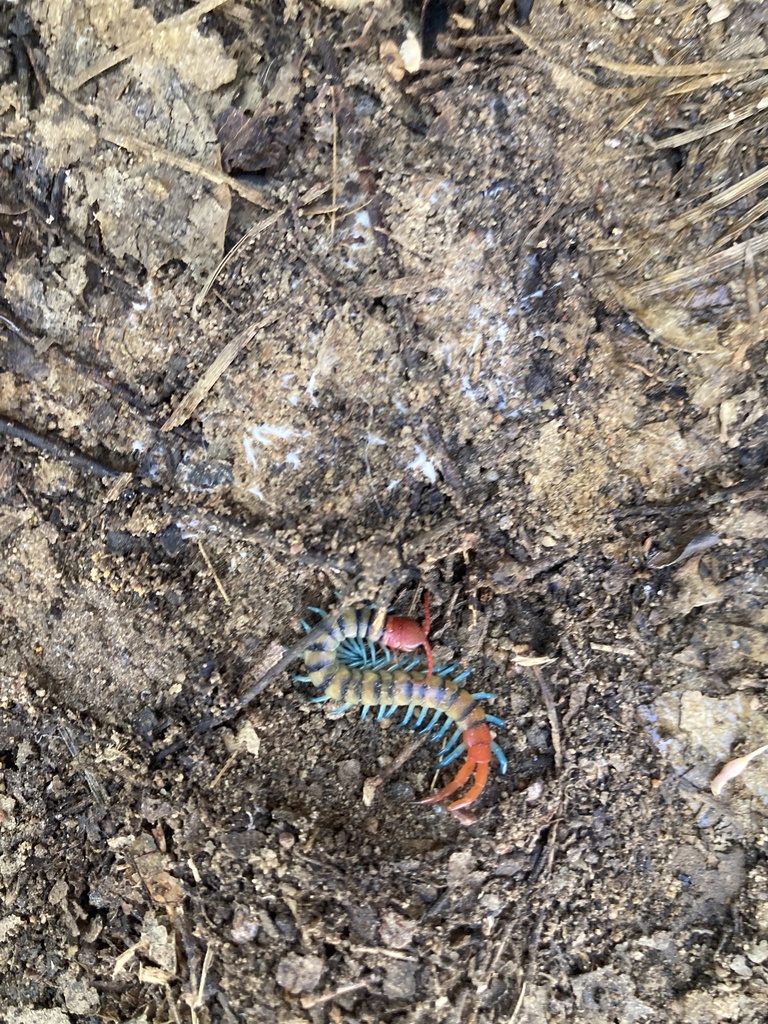 Red-headed Centipede from Paluma, QLD, AU on May 28, 2023 at 11:33 AM ...