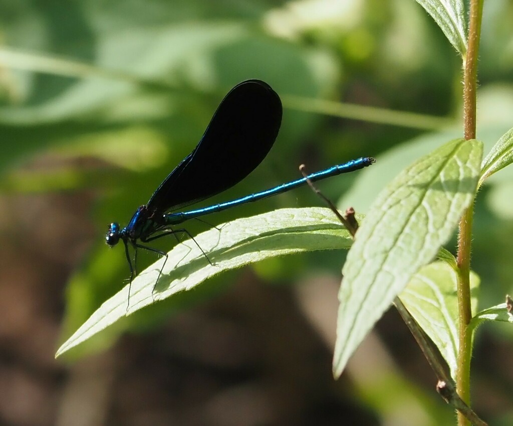 Ebony Jewelwing from Champaign County, OH, USA on June 21, 2023 at 06: ...