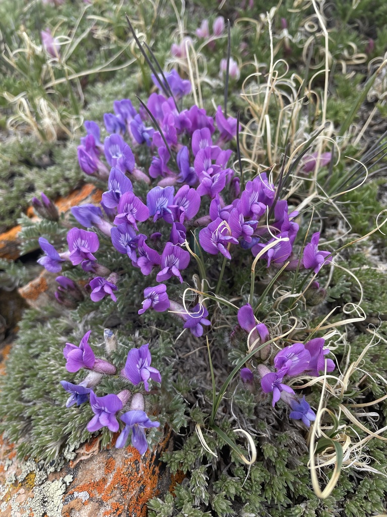 Gray's Point-vetch from Pike and San Isabel National Forests, Hartsel ...