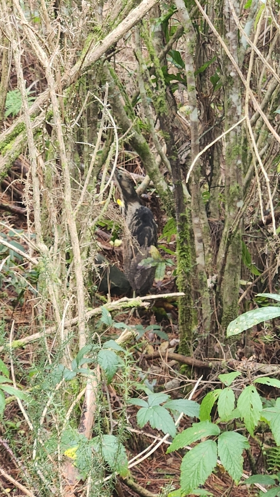 Australasian Bittern in June 2023 by Sam Speight. First time seeing a ...