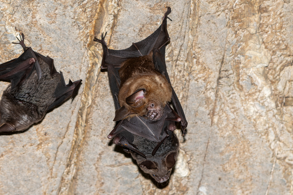 Great Roundleaf Bat from ตำบล นาสวน อำเภอศรีสวัสดิ์ กาญจนบุรี ประเทศไทย ...