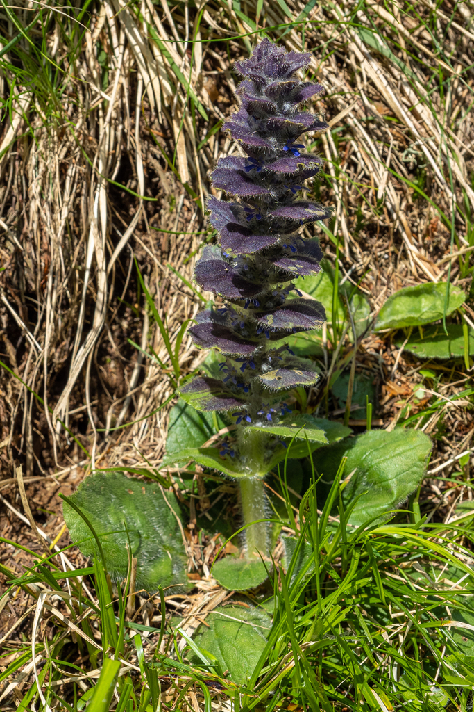 Pyramidal Bugle from Gressenberg, Österreich on June 18, 2023 at 02:18 ...