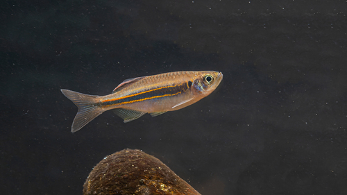 Devario affinis · iNaturalist United Kingdom