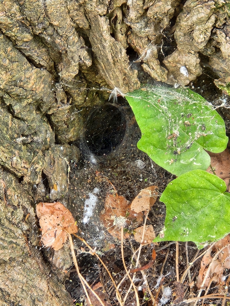 Tube-dwelling Spider from Borehamwood, UK on June 23, 2023 at 10:19 AM ...