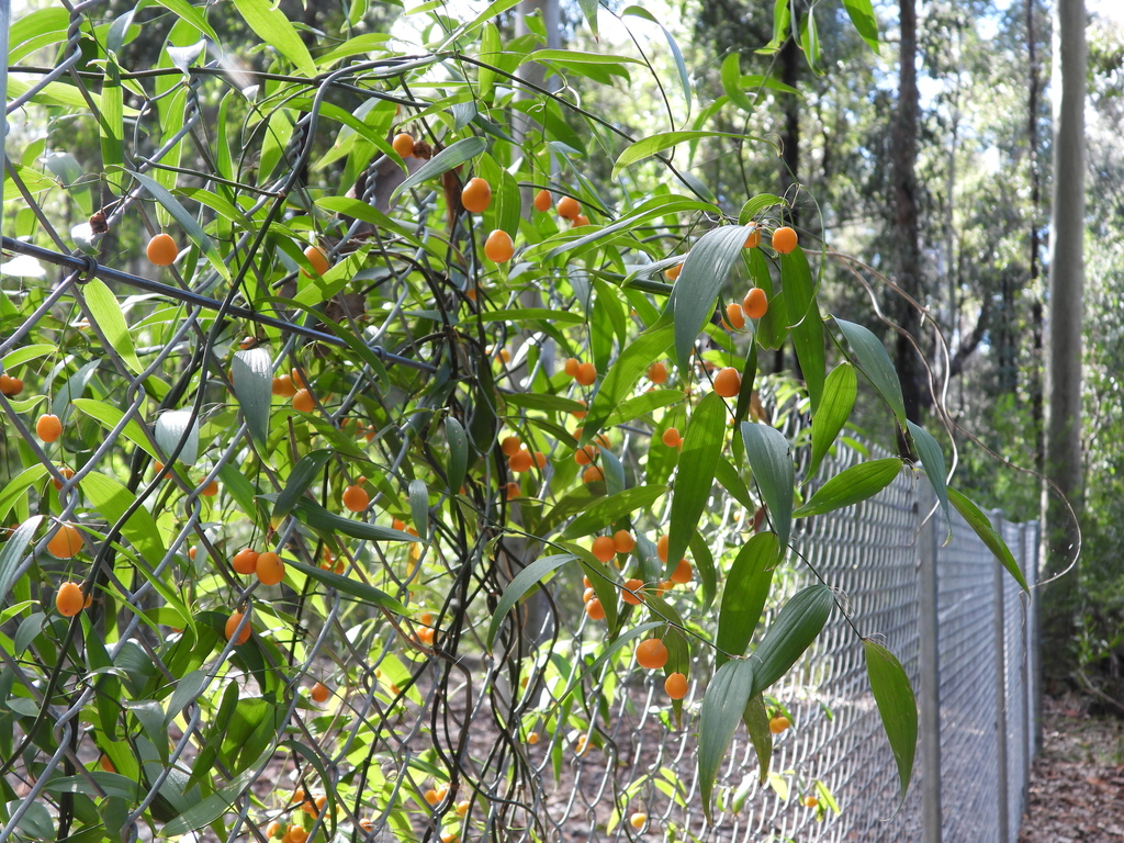 Wombat Berry from Mogo NSW 2536, Australia on June 11, 2023 at 12:08 PM ...