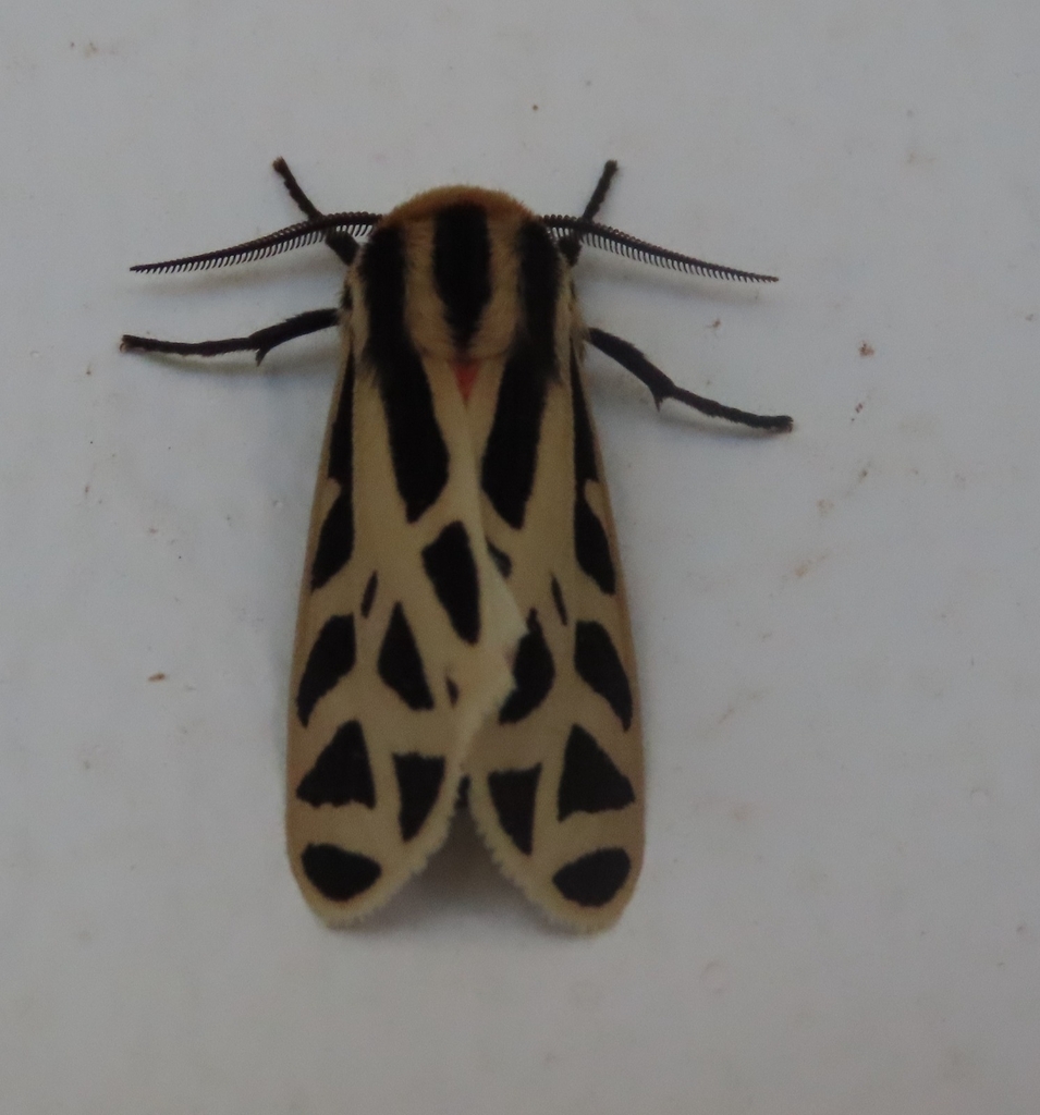 Mexican Tiger Moth from Lajas Adentro, Panamá on June 16, 2023 at 07:42 ...
