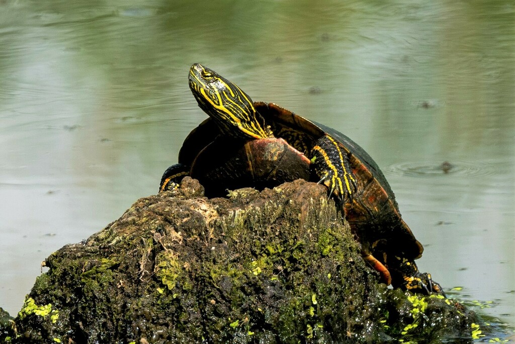 Painted Turtle from Lancaster County, NE, USA - Pawnee Lake SRA on June ...