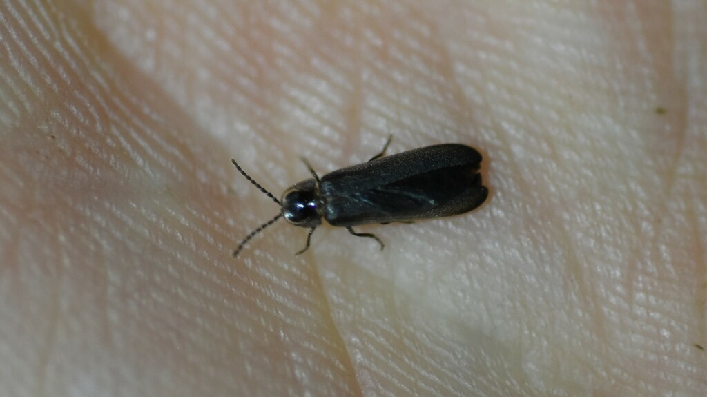Blue Ghost Firefly from Smyth County, VA, USA on June 22, 2023 at 08:40 ...