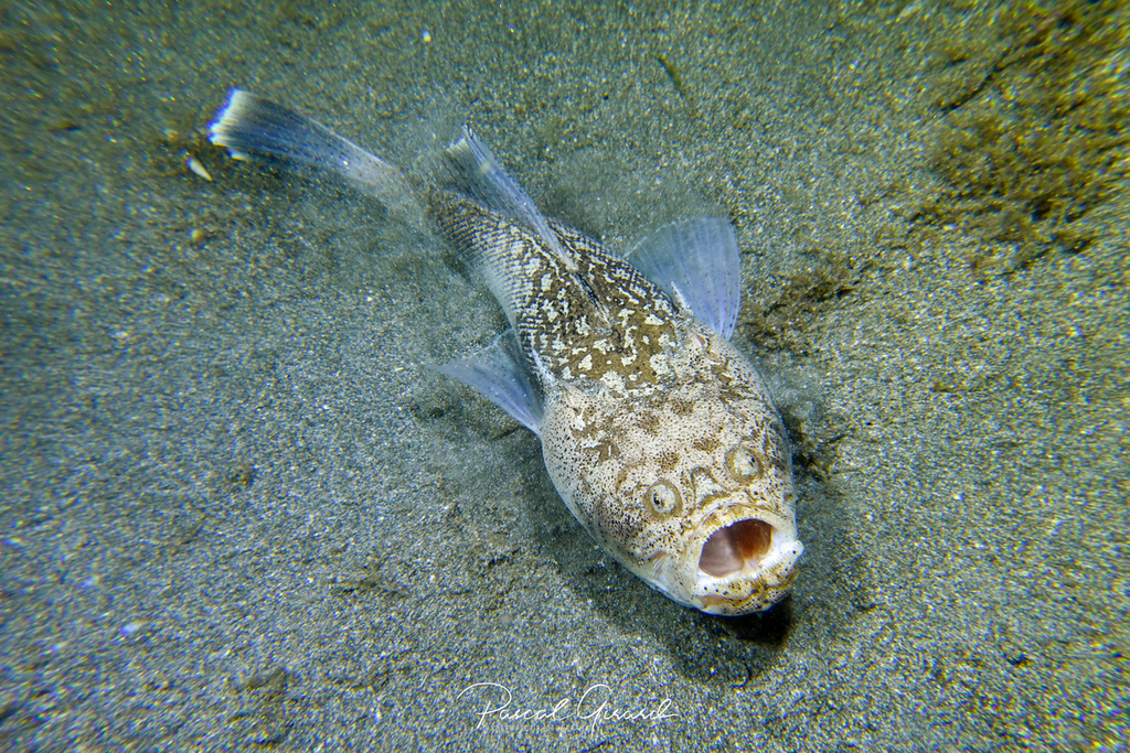 Marbled Stargazer from Anilao, Batangas, Philippines on April 12, 2023 ...