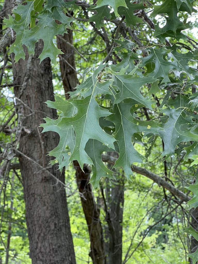 northern pin oak from Howe, IN, US on June 22, 2023 at 04:06 PM by Tom ...