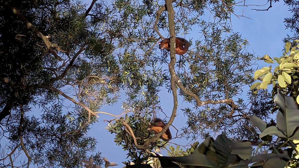 Taiwan Giant Flying Squirrel from 台灣台北 on June 18, 2023 at 07:10 PM by ...