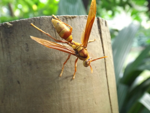 Executioner Wasp