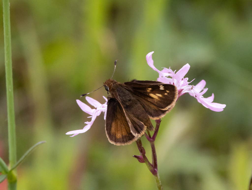 Hobomok Skipper from Balsam Swamp SF--Balsam Pond on June 18, 2023 at ...