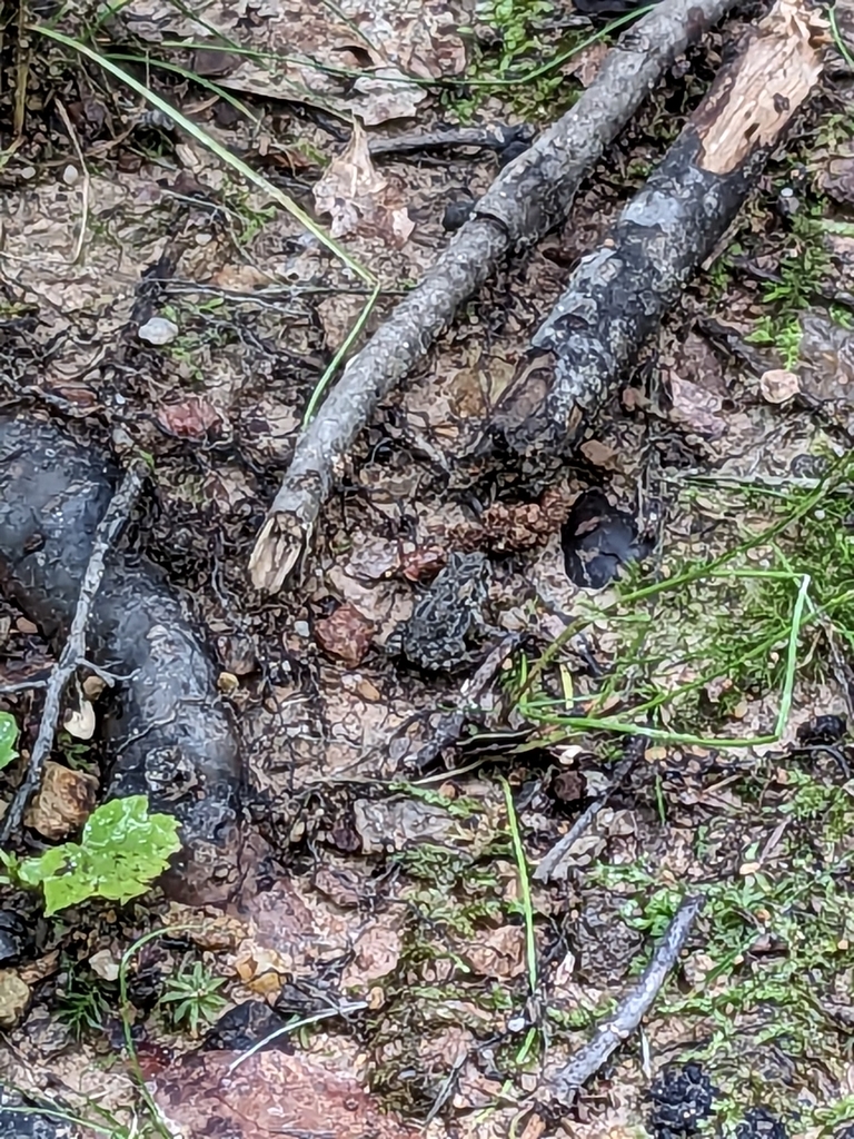 Frogs and Toads from Weston Parkway on June 23, 2023 at 12:09 PM by ...