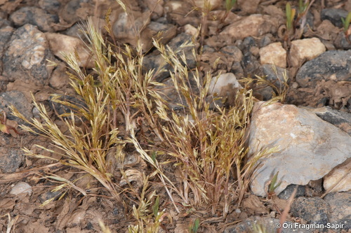 Siberian Grass (Eremopoa altaica) · iNaturalist United Kingdom