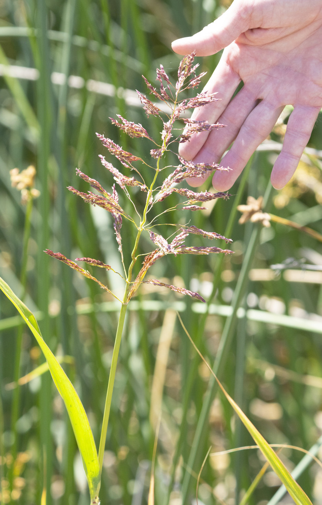 Johnson grass from Walnut Creek, CA, USA on June 22, 2023 at 11:27 AM ...
