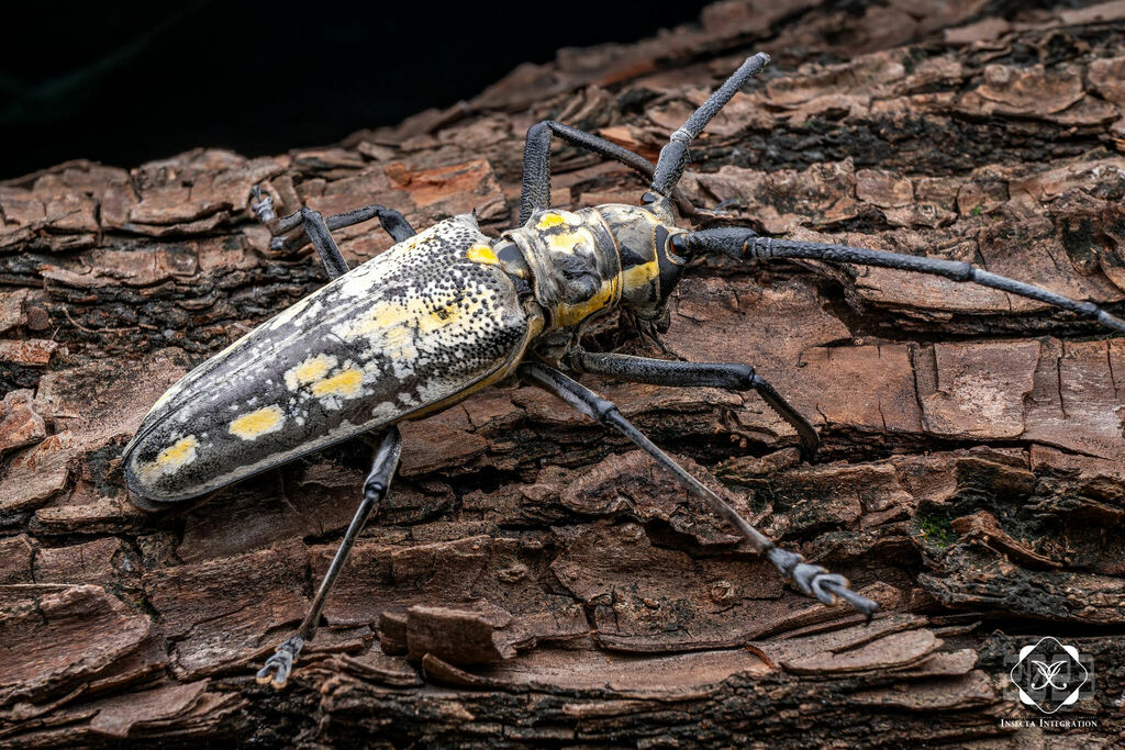 Batocera horsfieldi from 中国江苏省南京市玄武区 on February 22, 2020 at 11:16 PM ...