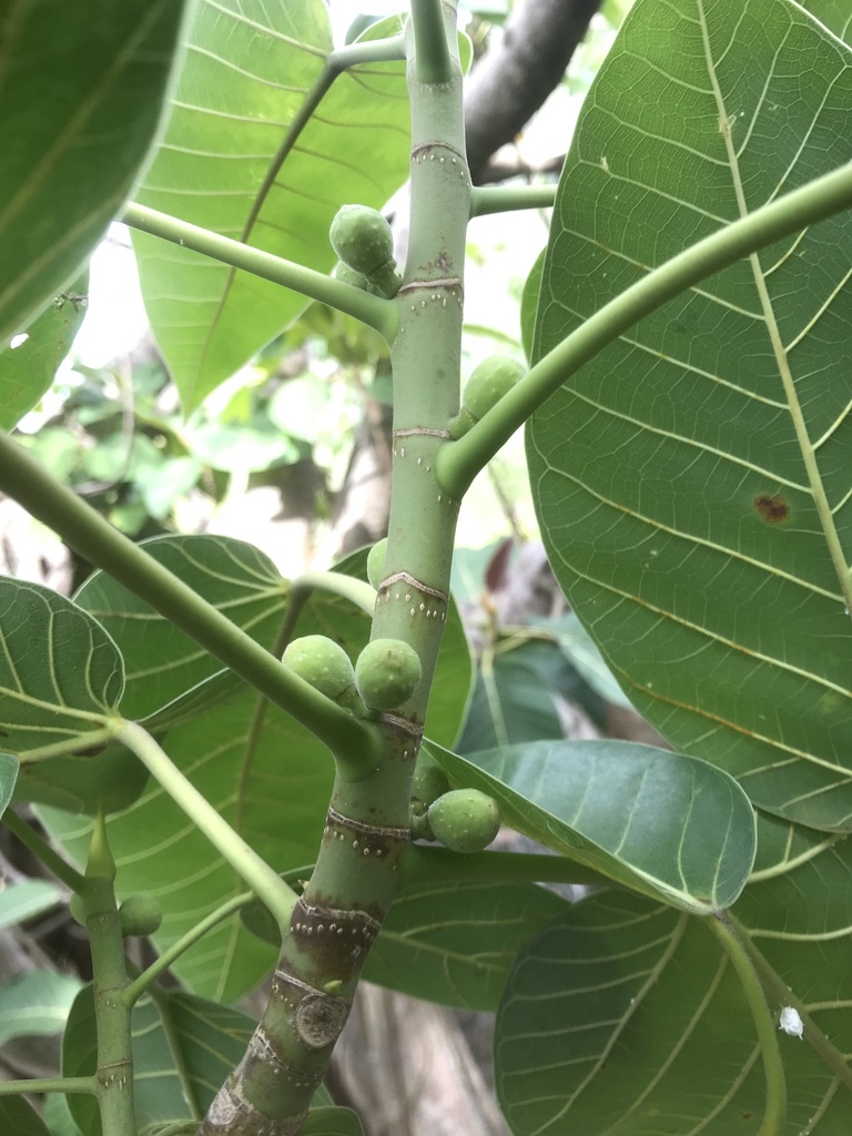 Ficus dalhousiae from Singarapet Extension R.F., Tamil Nadu, India on June 17, 2023 at 09:47 AM ...