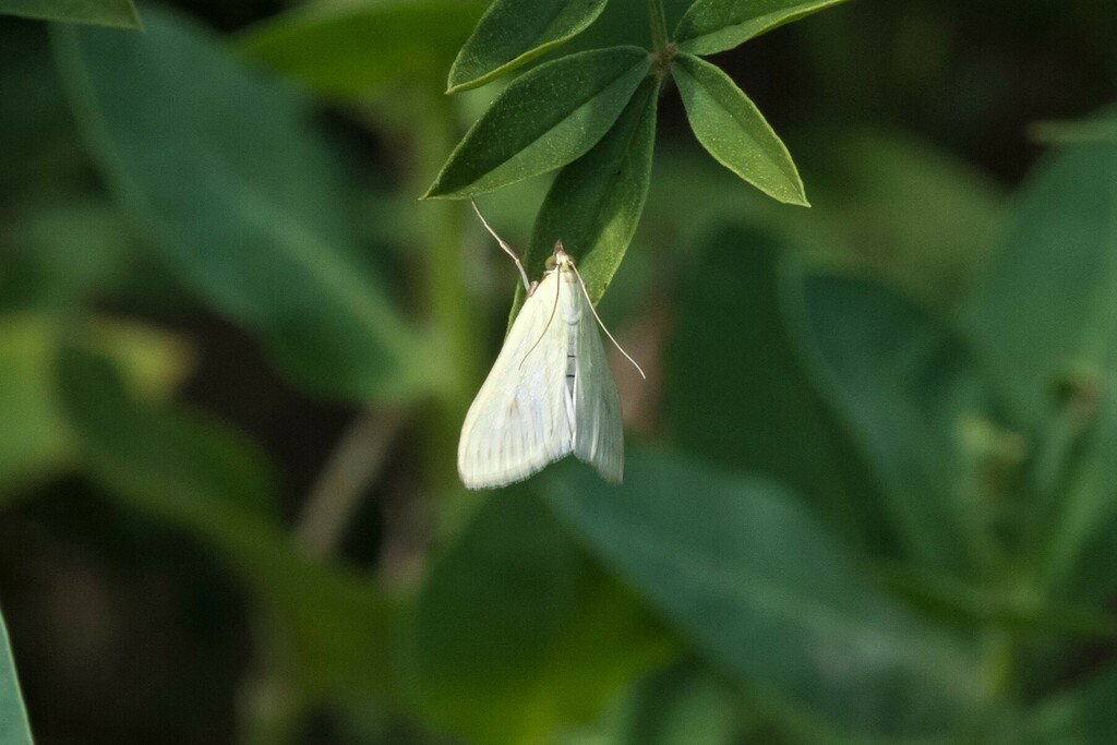 Carrot Seed Moth from Lancaster County, NE, USA on June 22, 2023 at 10: ...