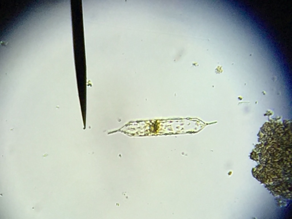 Proboscia (GTM Research Reserve Plankton Guide) · iNaturalist