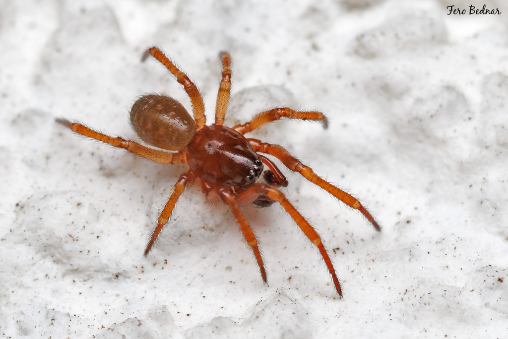 Robertus from 034 91 Švošov, Slovakia on June 21, 2023 at 11:58 PM by ...