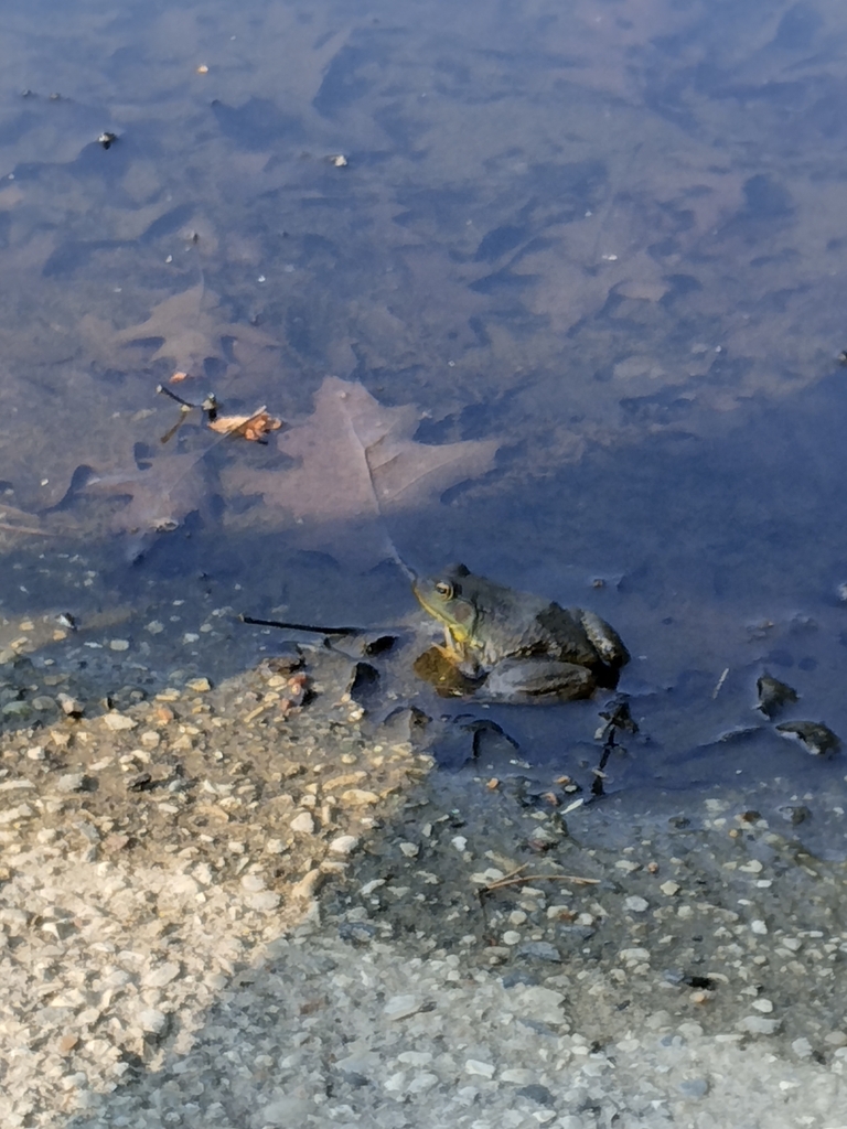 American Bullfrog from Waverly Township, MI, USA on June 23, 2023 at 06 ...