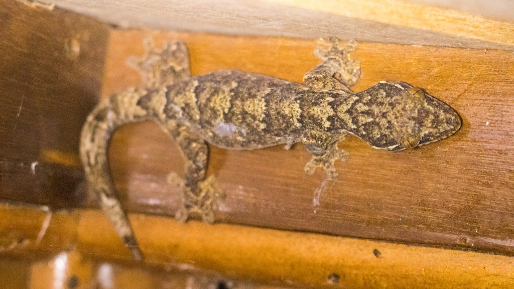 Northern Turniptail Gecko from Couva-Tabaquite-Talparo Regional ...