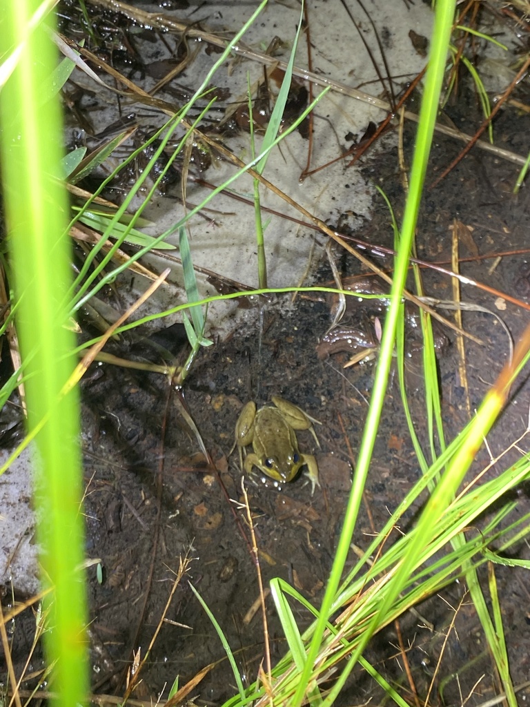 Florida Bog Frog in June 2023 by Abner B.M.. Bog frog call. No webbing ...