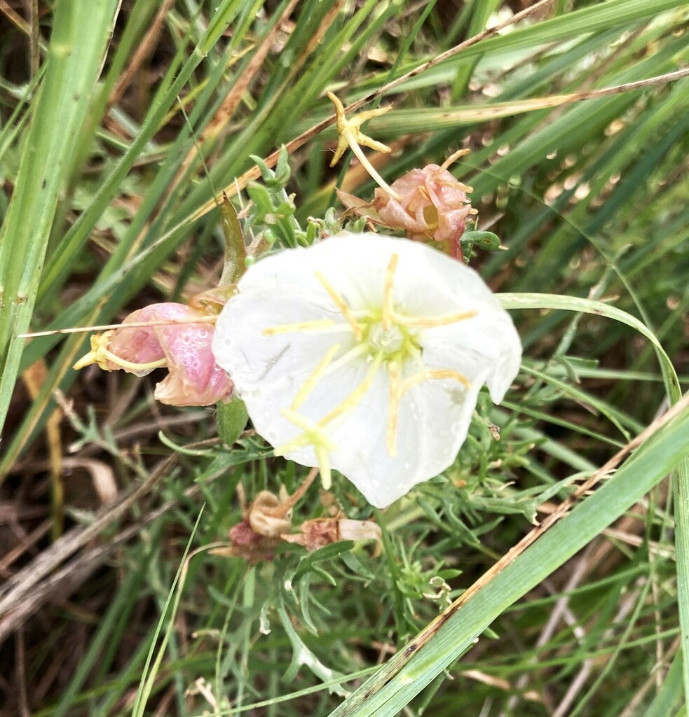 White-stem Evening Primrose from Plains Conservation Center City of ...
