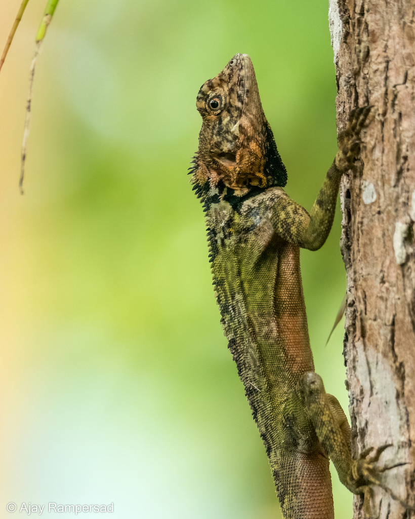 Caribbean Treerunner from Couva-Tabaquite-Talparo Regional Corporation ...