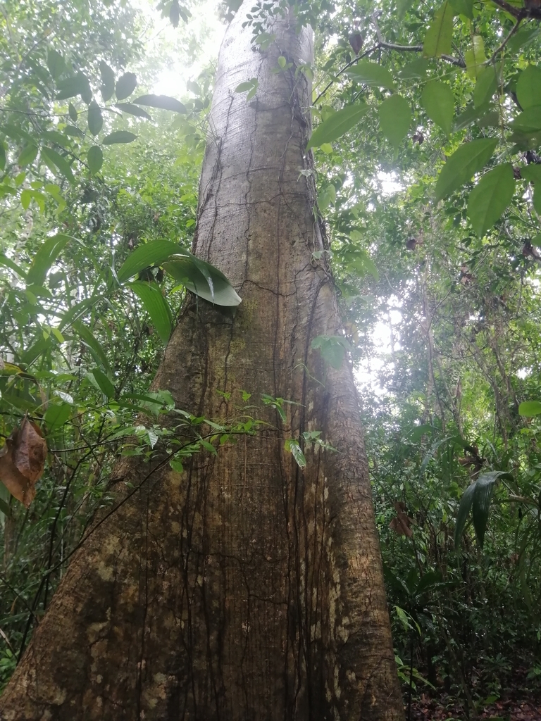 Panama tree from Pedasí, Panama on June 23, 2023 at 12:25 PM by Yulissa ...