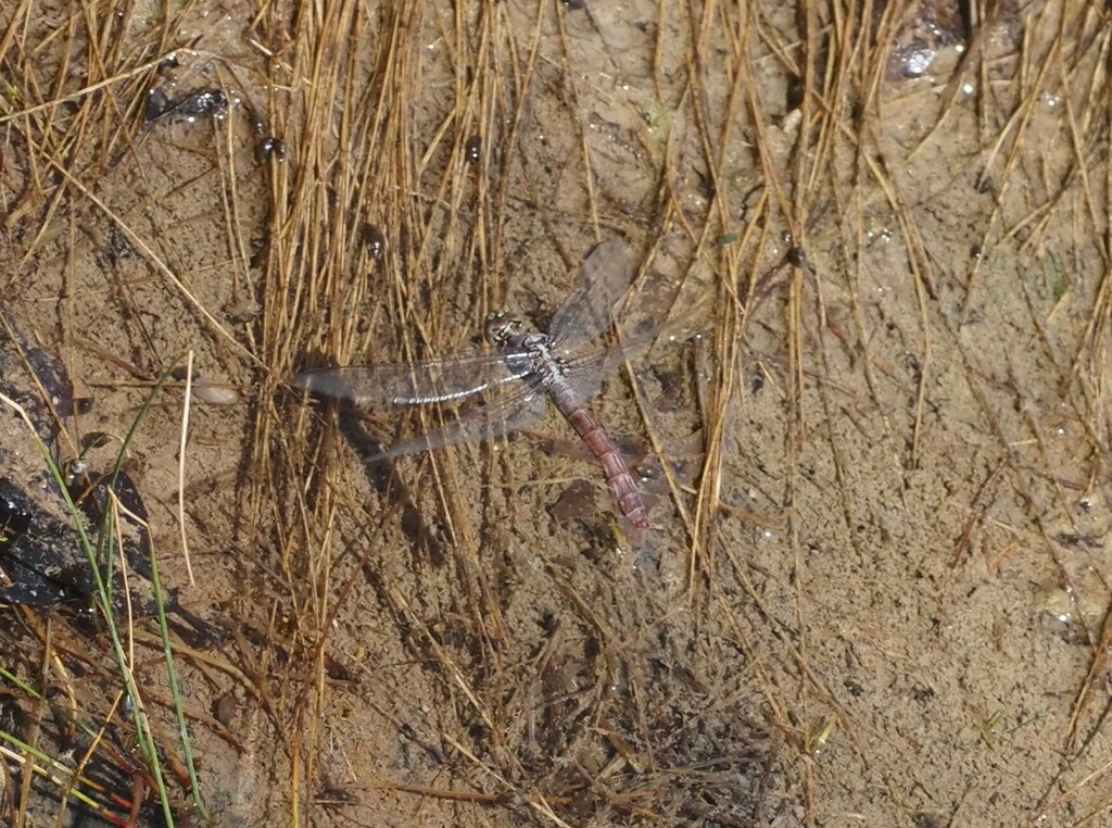 Roseate Skimmer from Lawton, OK, USA on June 16, 2023 at 04:29 PM by ...