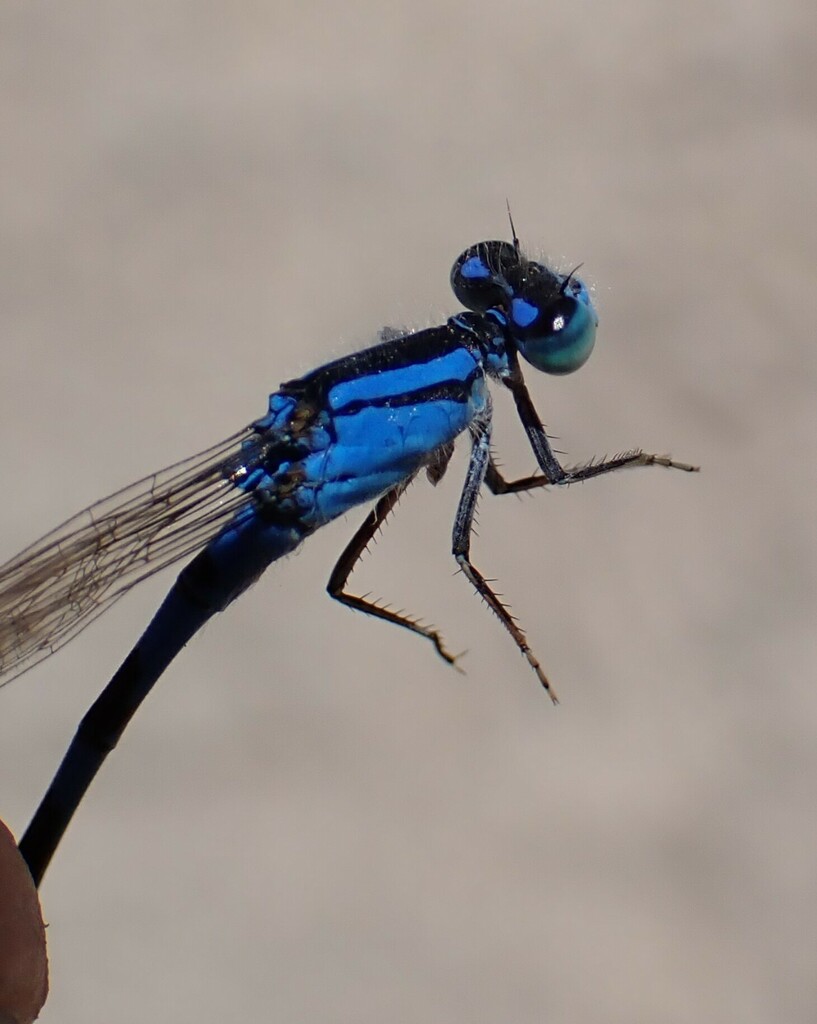 Tule Bluet from Cimarron County, OK, USA on June 18, 2023 at 03:31 PM ...