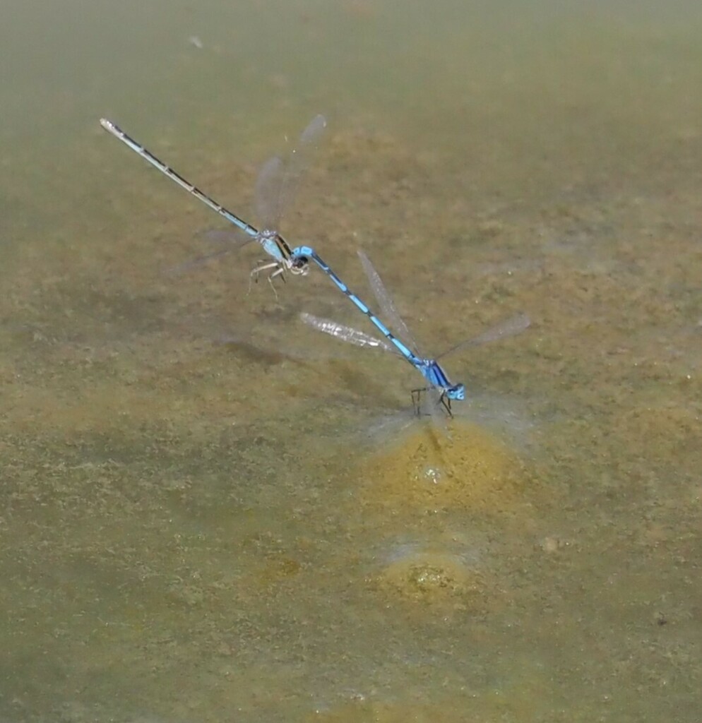 Familiar Bluet from Cimarron County, OK, USA on June 18, 2023 at 05:43 ...