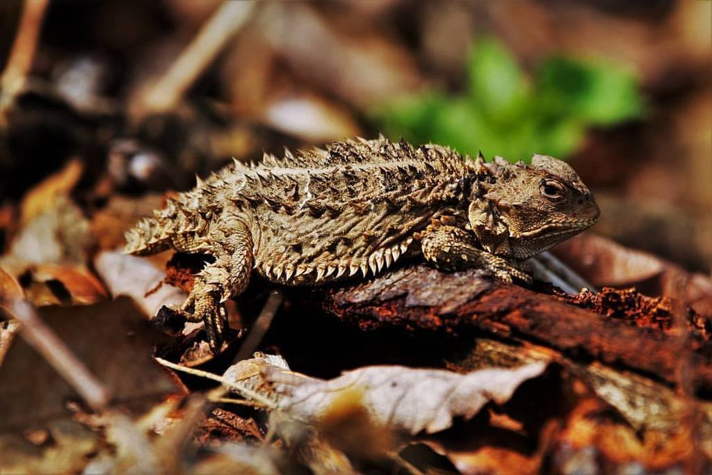 Mountain Horned Lizard from Nicolás Romero, Méx., México on May 09 ...