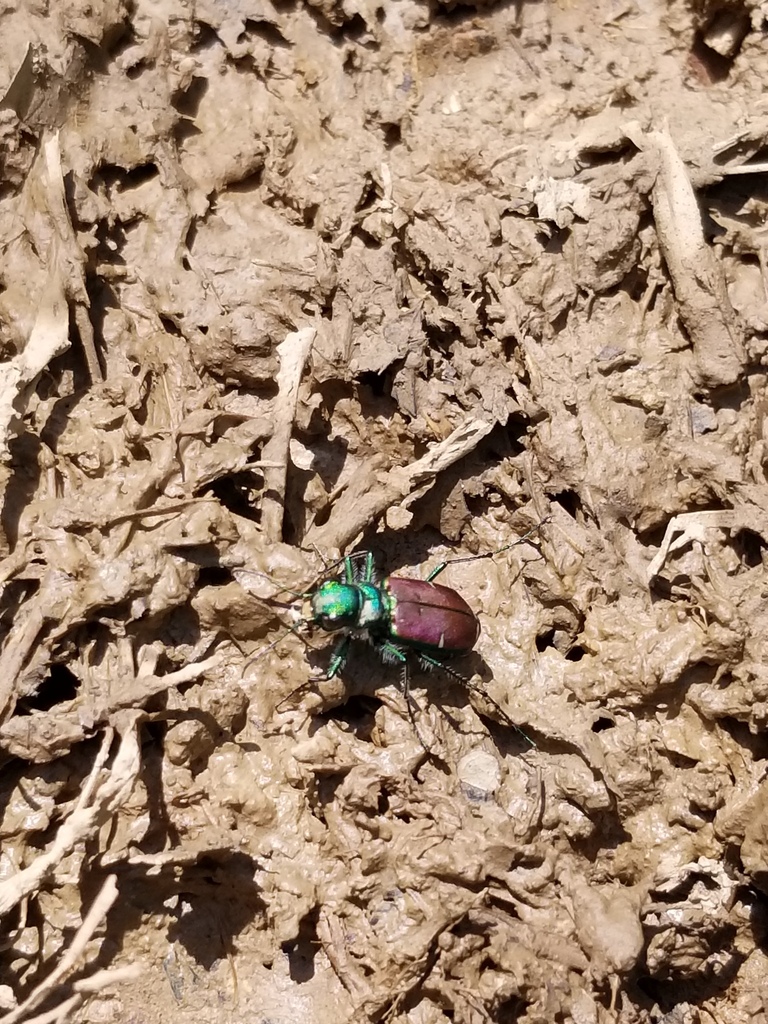 Splendid Tiger Beetle in May 2023 by Iris Copen · iNaturalist