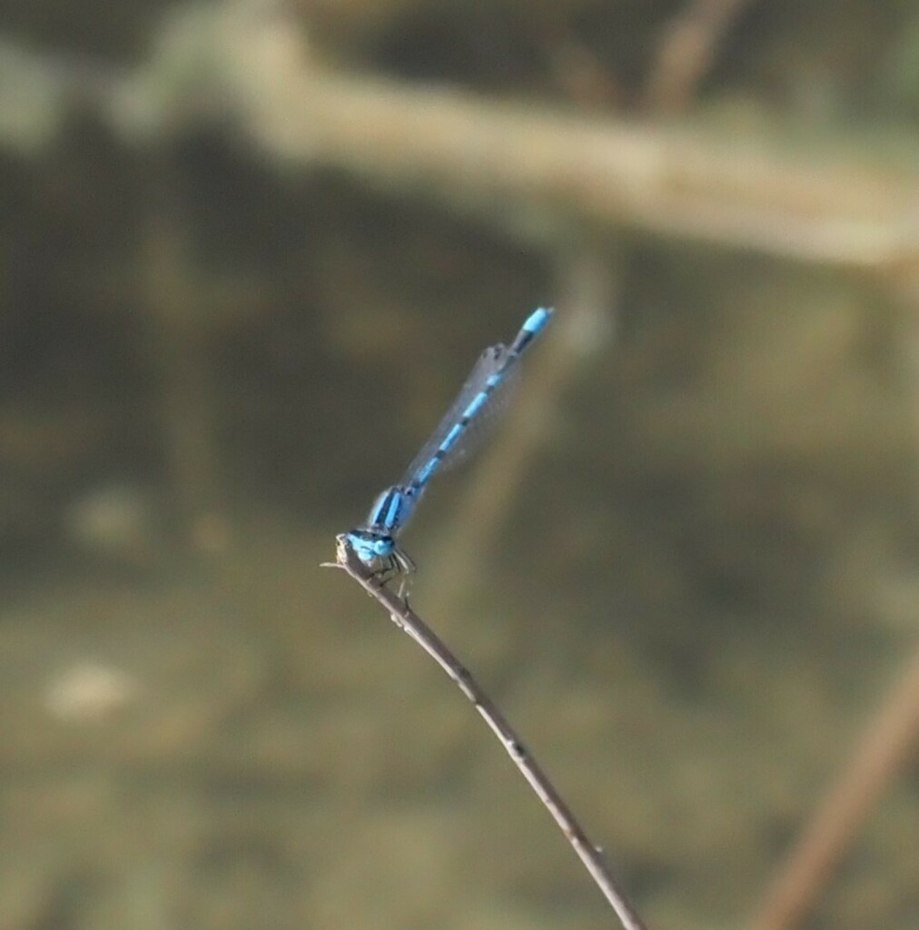 Bluets from lathrop state park on June 19, 2023 at 10:14 AM by Rob ...
