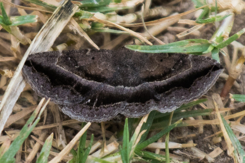 Lesmone aenaria · NaturaLista Colombia