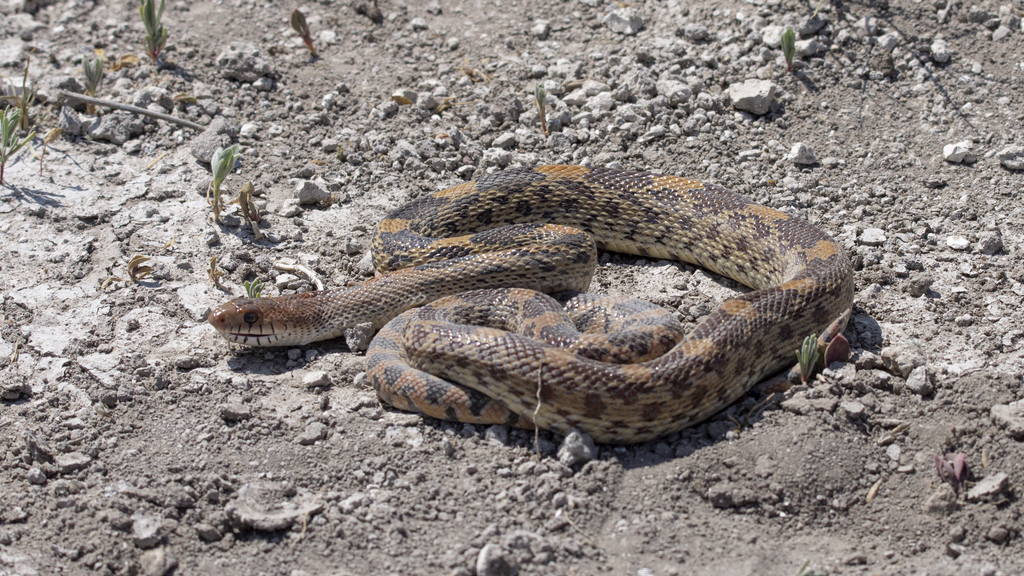 Mexican Bull Snake from Nextlalpan, Méx., México on June 23, 2023 at 09 ...