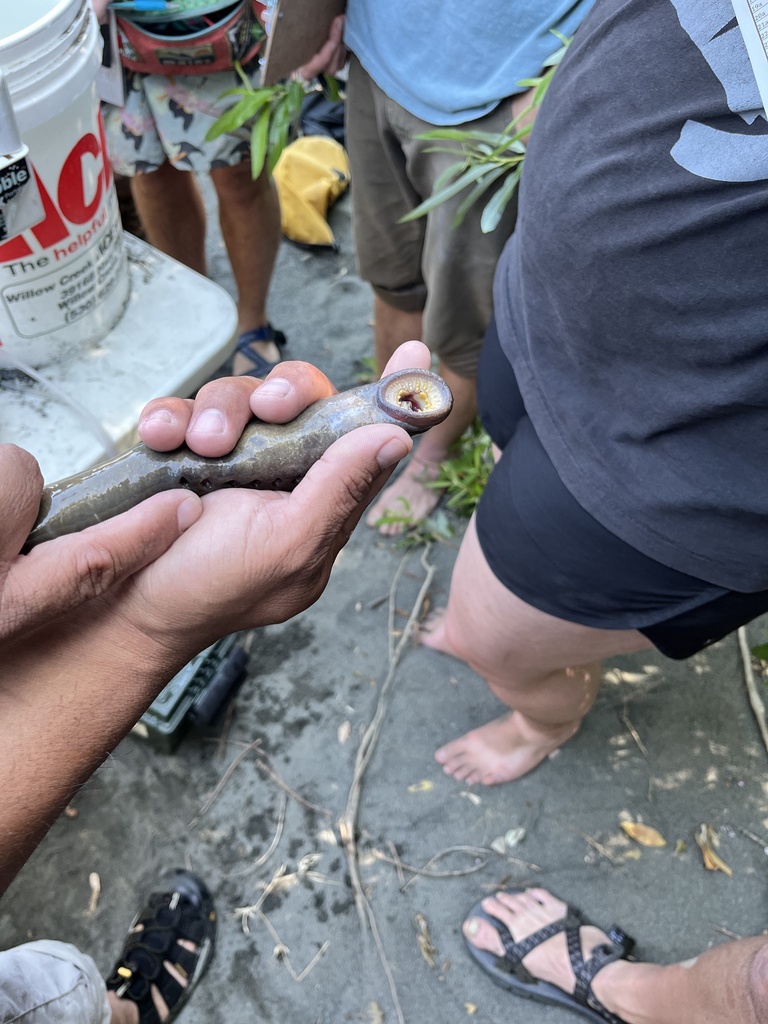 Pacific Lamprey from Six Rivers National Forest, Willow Creek, CA, US ...