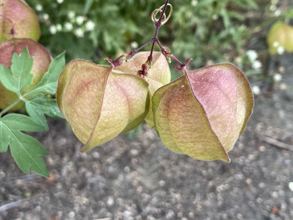 Lesser Balloon Vine from 臺灣島, 鹿草鄉, CYQ, TW on June 24, 2023 at 05:21 PM ...