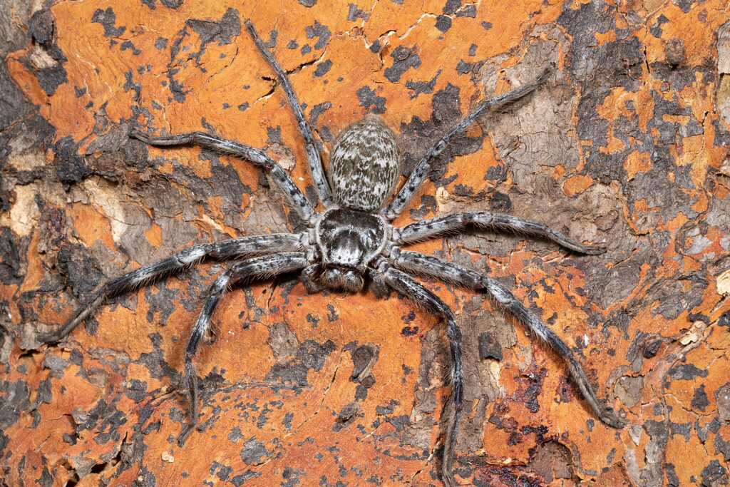 Northern Banded Huntsman from Mareeba QLD 4880, Australia on September ...