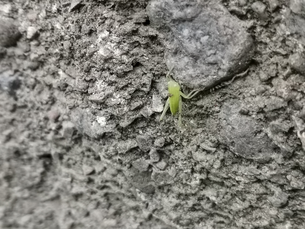 Ruspolia lineosa in June 2023 by いのてっつー · iNaturalist