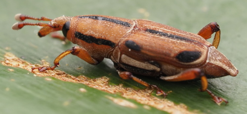 tofuinsect's Identifications · iNaturalist
