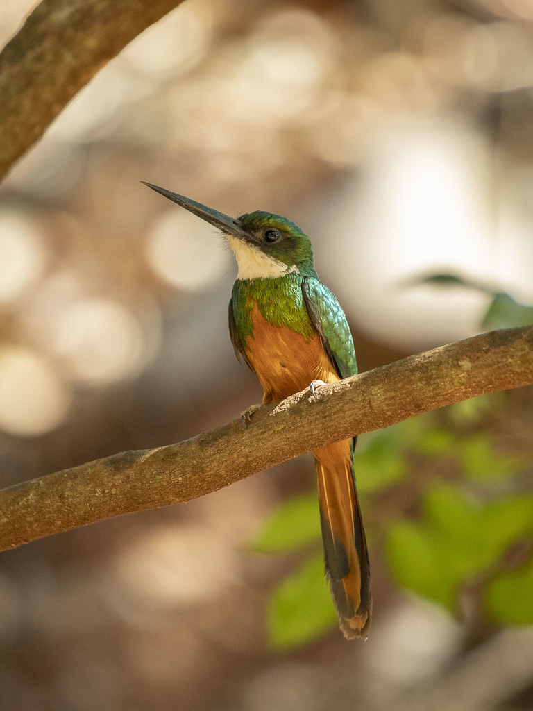 Rufous Tailed Jacamar